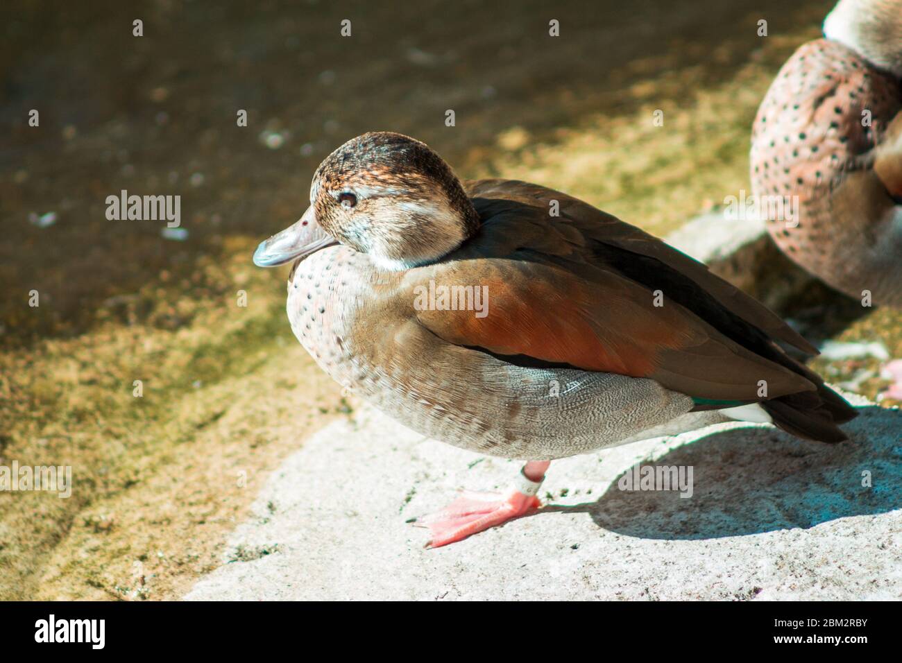 ducks perched on a rock by a pond at the John ball zoo in Grand Rapids ...