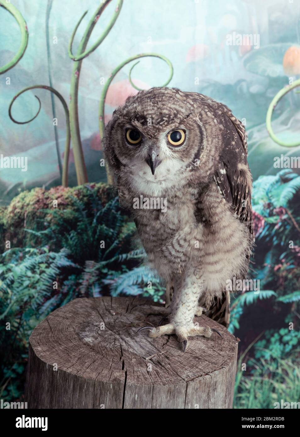 studio shooting on african owl look the camera stand up in the tree ...