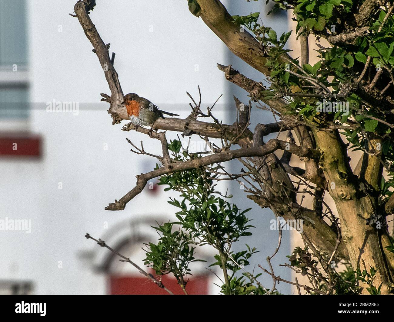 A small Robin enjoying the sunshine in a Scottish garden in May Stock ...