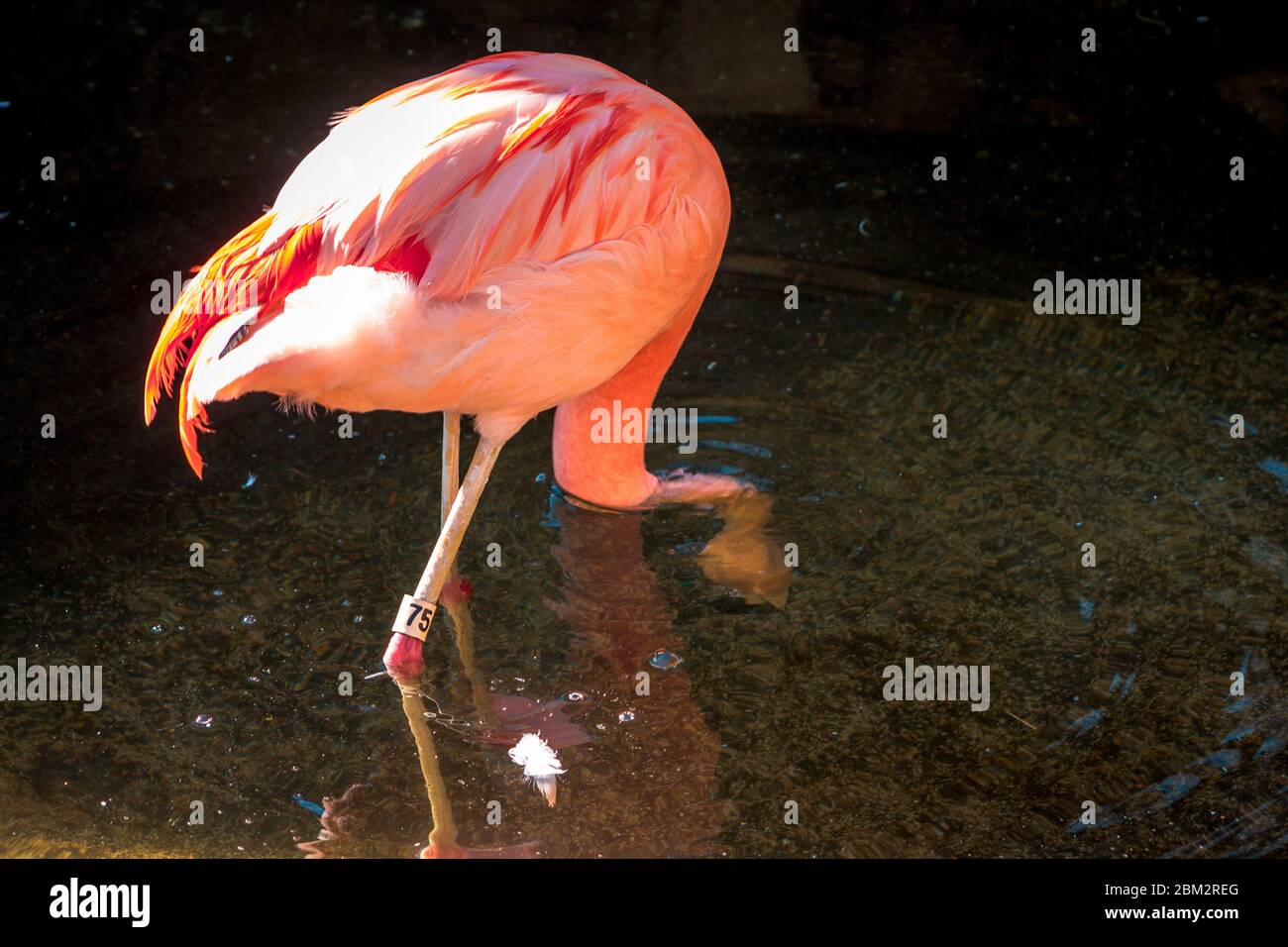 Flamingo in outdoor enclosure hi-res stock photography and images - Alamy