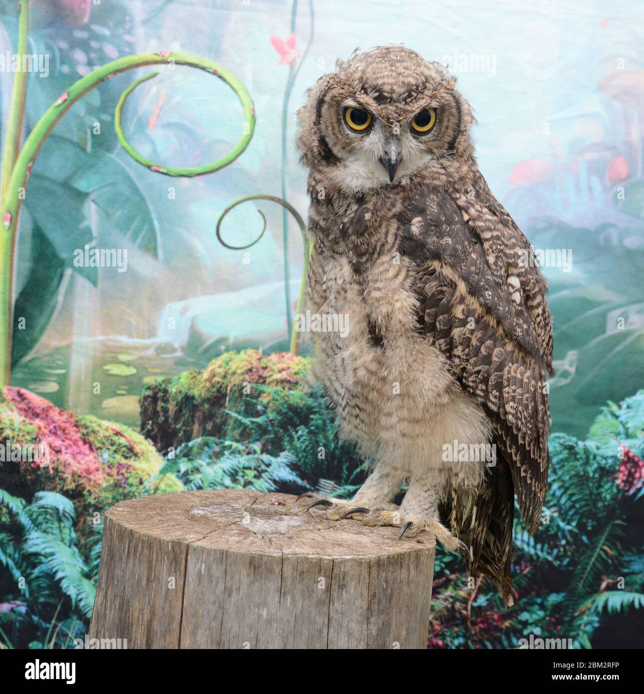 studio shooting on african owl look the camera stand up in the tree ...
