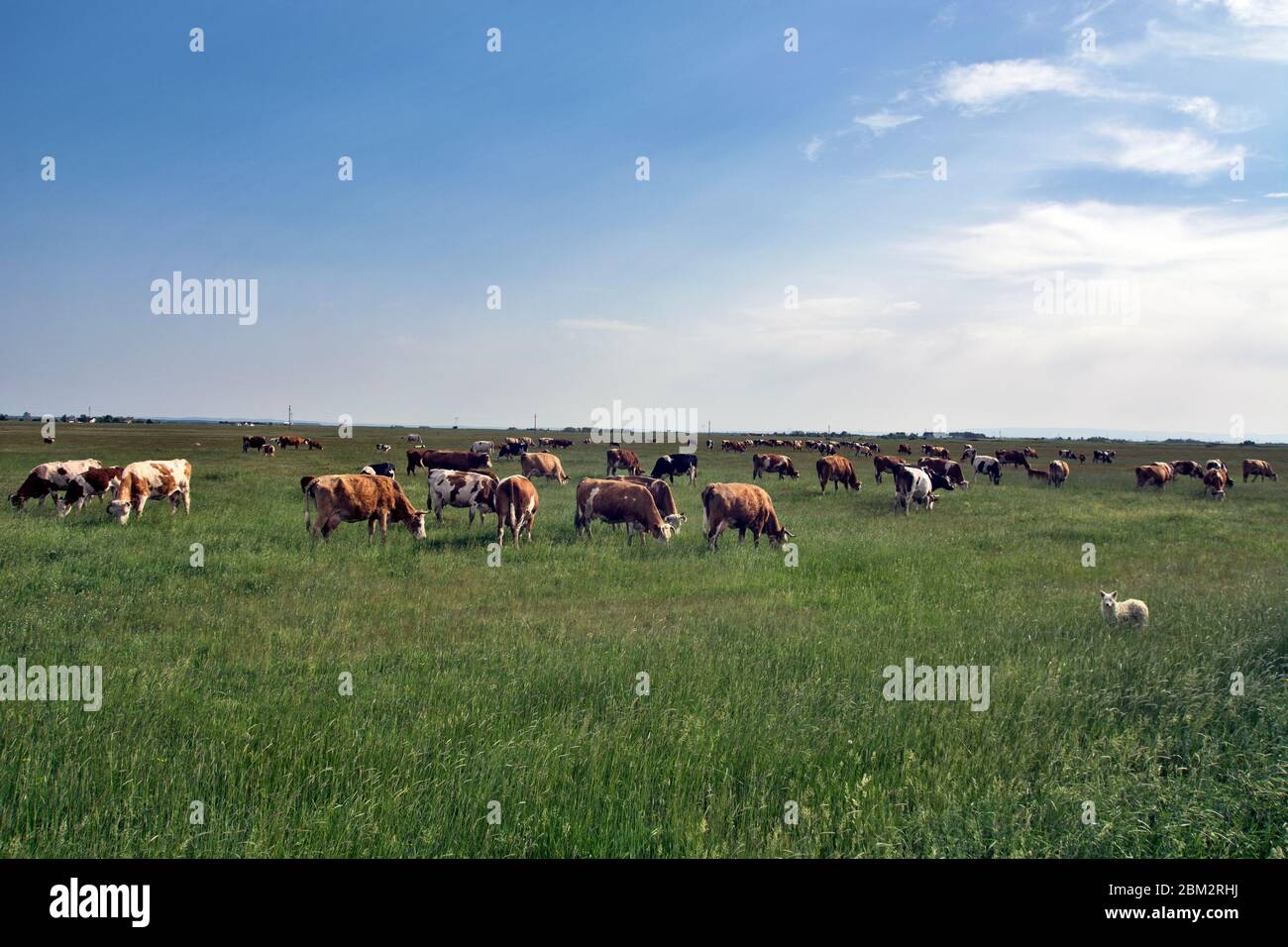 Farmland cow hi-res stock photography and images - Alamy