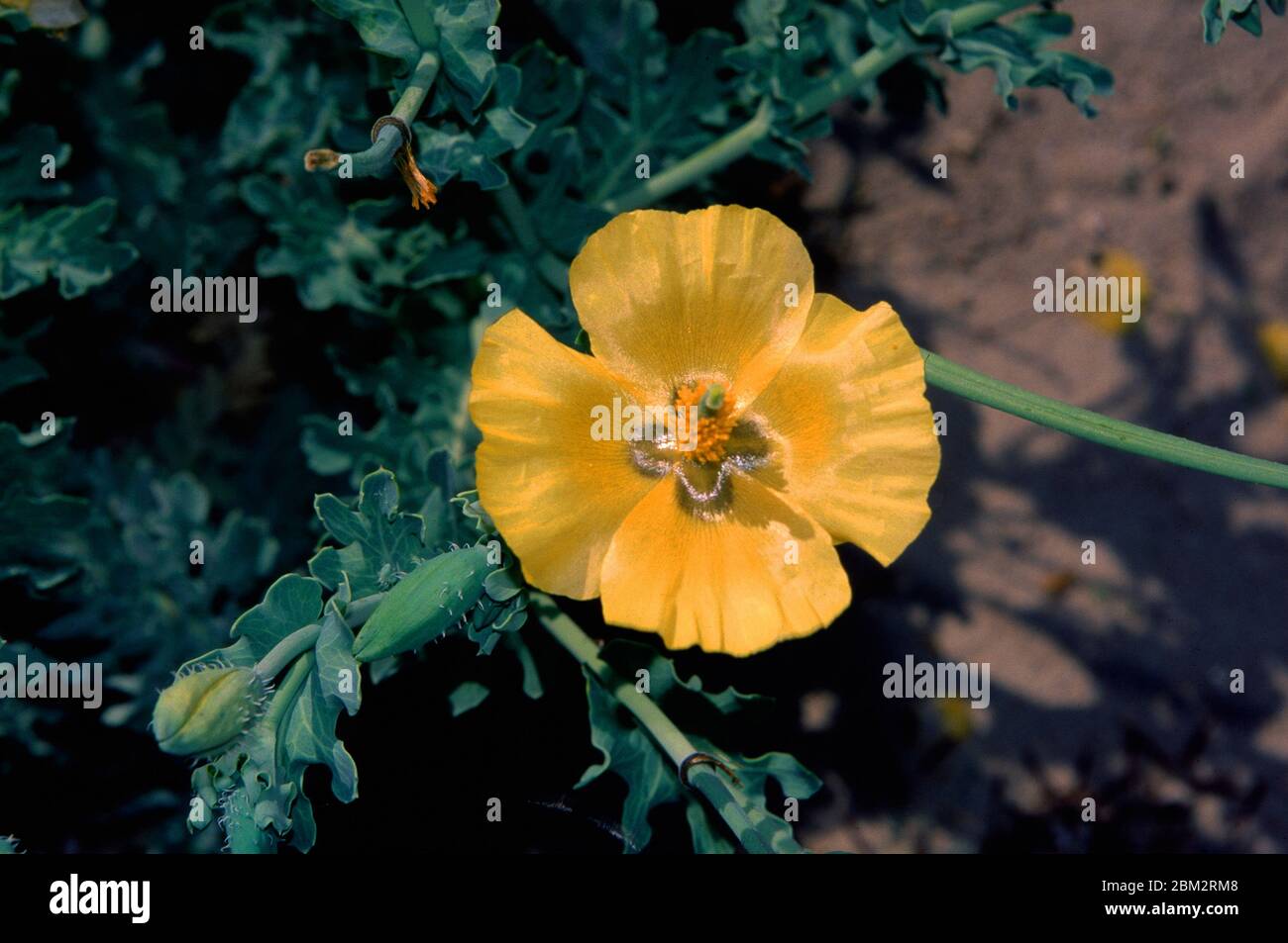 Flavum glaucum hi-res stock photography and images - Alamy
