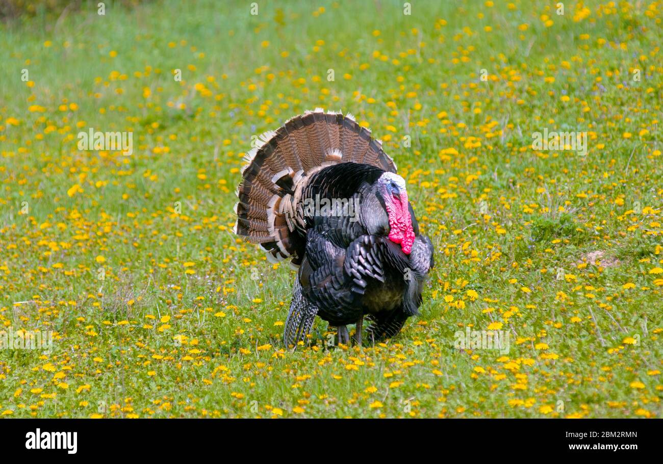 very beautiful tom-turkey in the field Stock Photo - Alamy