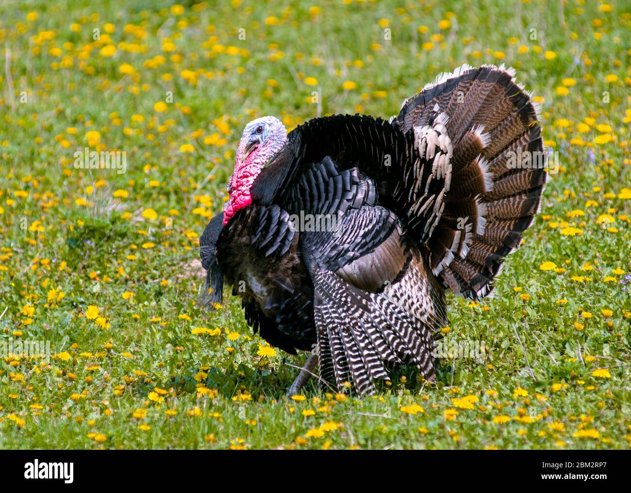 Tom eastern wild turkey hi-res stock photography and images - Alamy