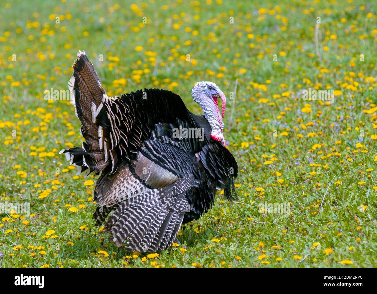 Eastern wild turkey male display hi-res stock photography and images ...