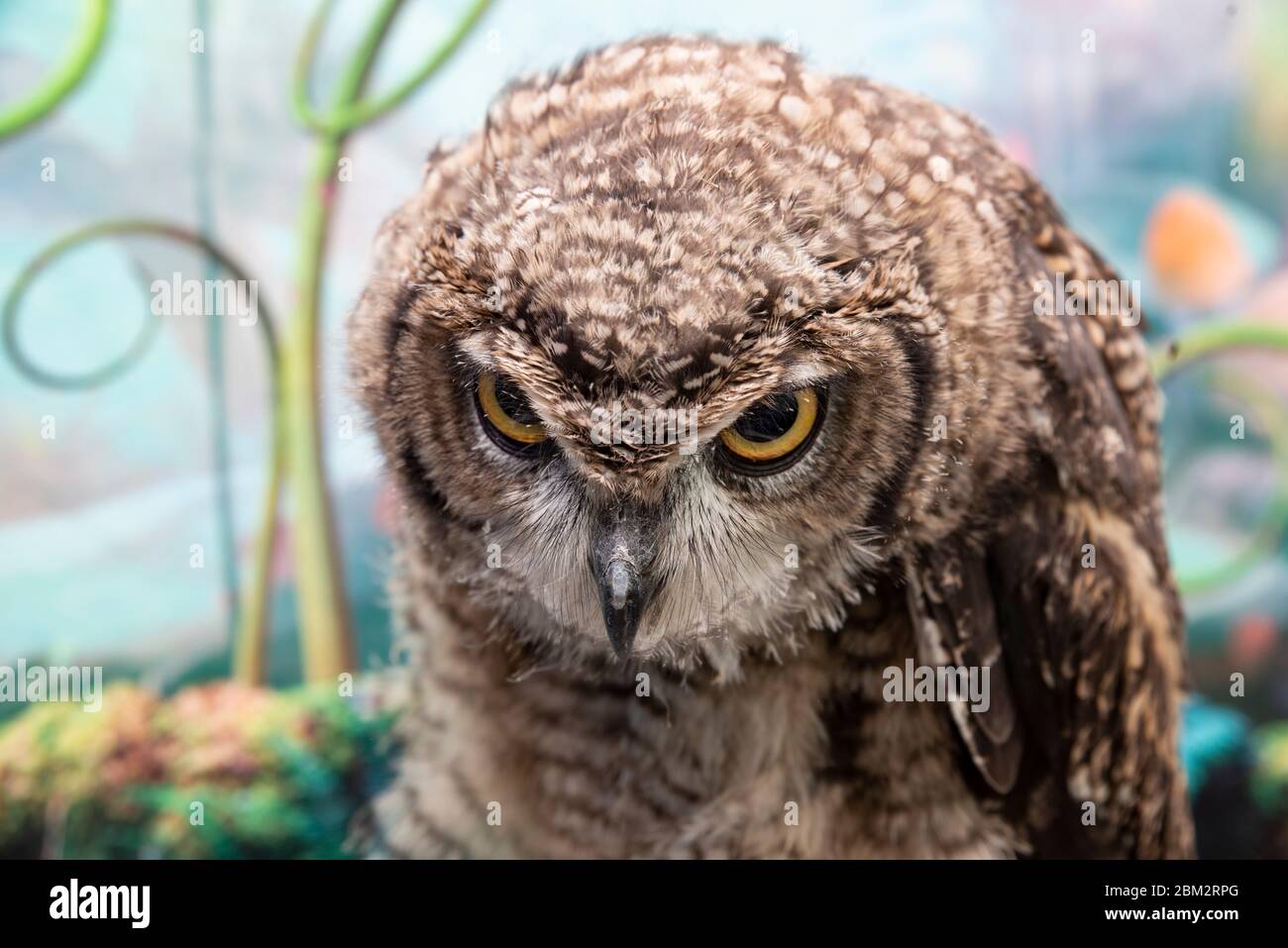 studio shooting on african owl look the camera stand up in the tree ...