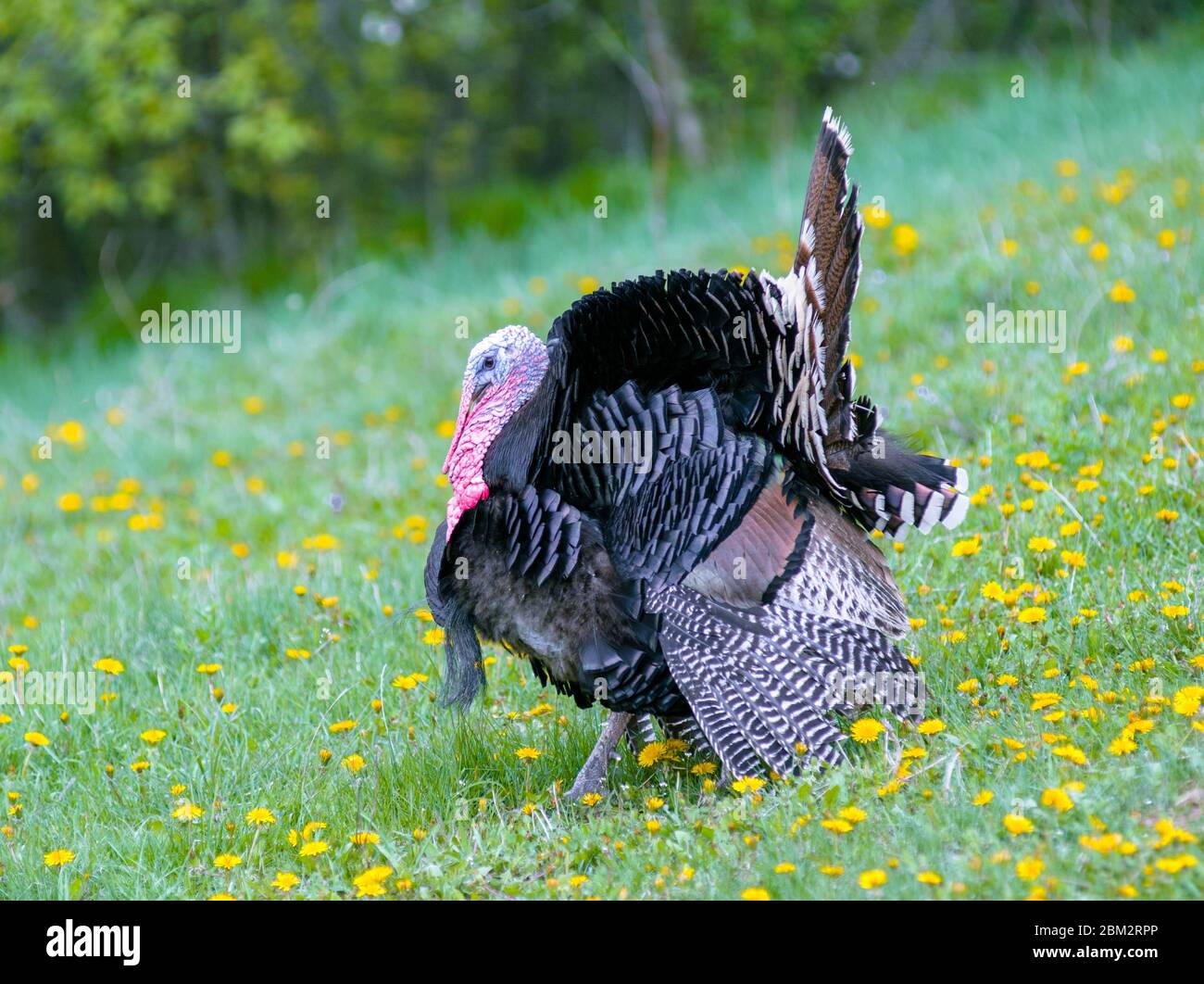 Eastern wild turkey male display hi-res stock photography and images ...