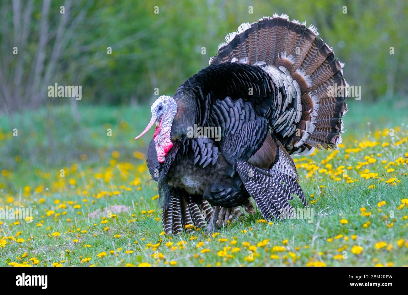 Tom turkey hi-res stock photography and images - Alamy