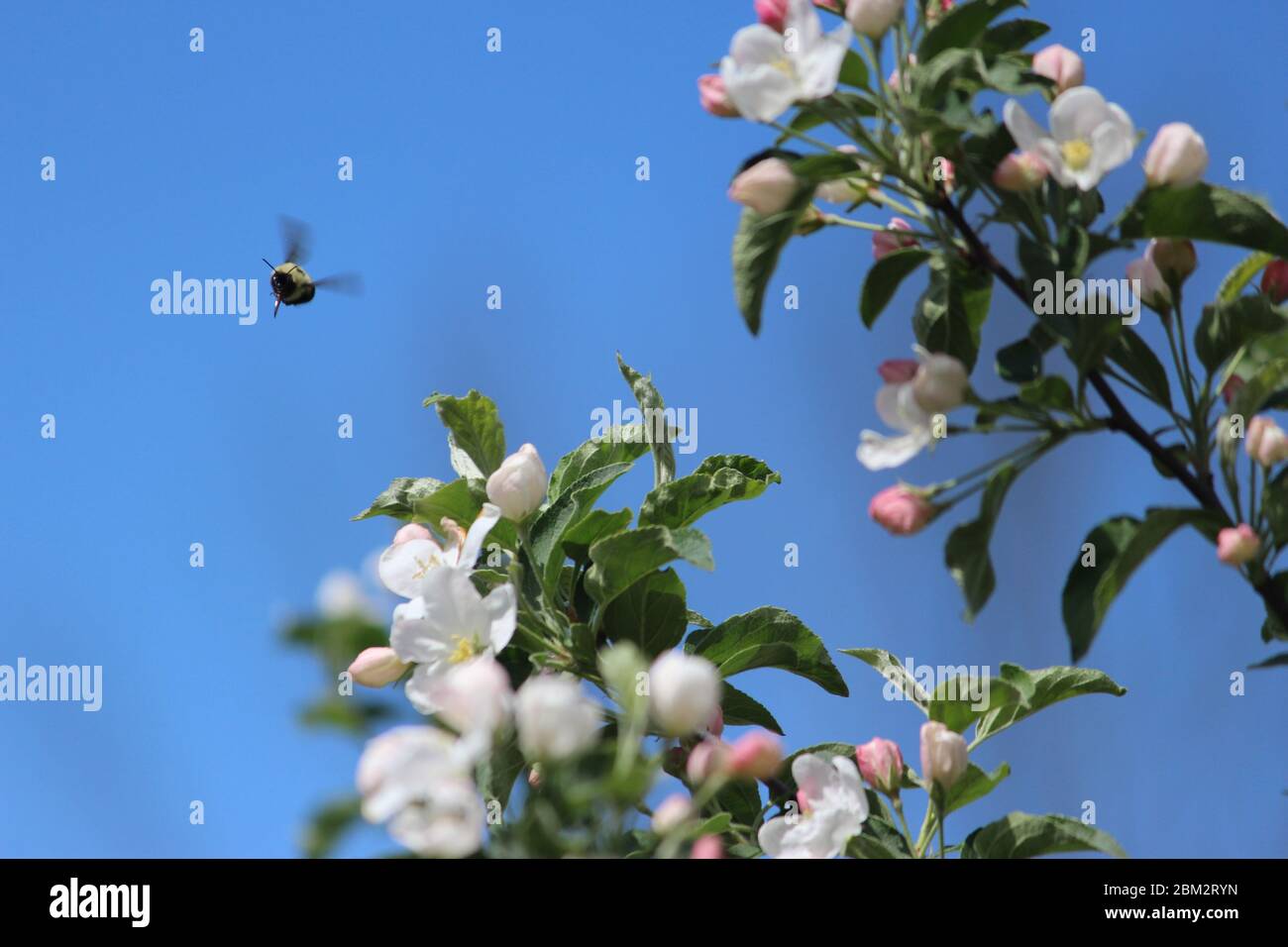 Bumblebee on apple blossoms Stock Photo - Alamy