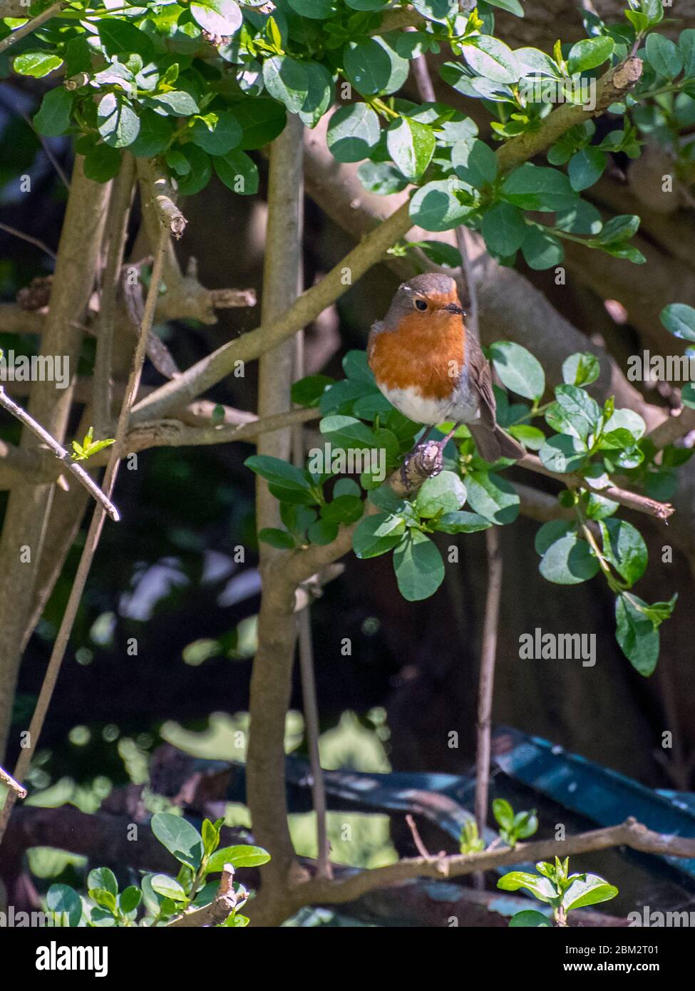 A small Robin enjoying the sunshine in a Scottish garden in May Stock ...