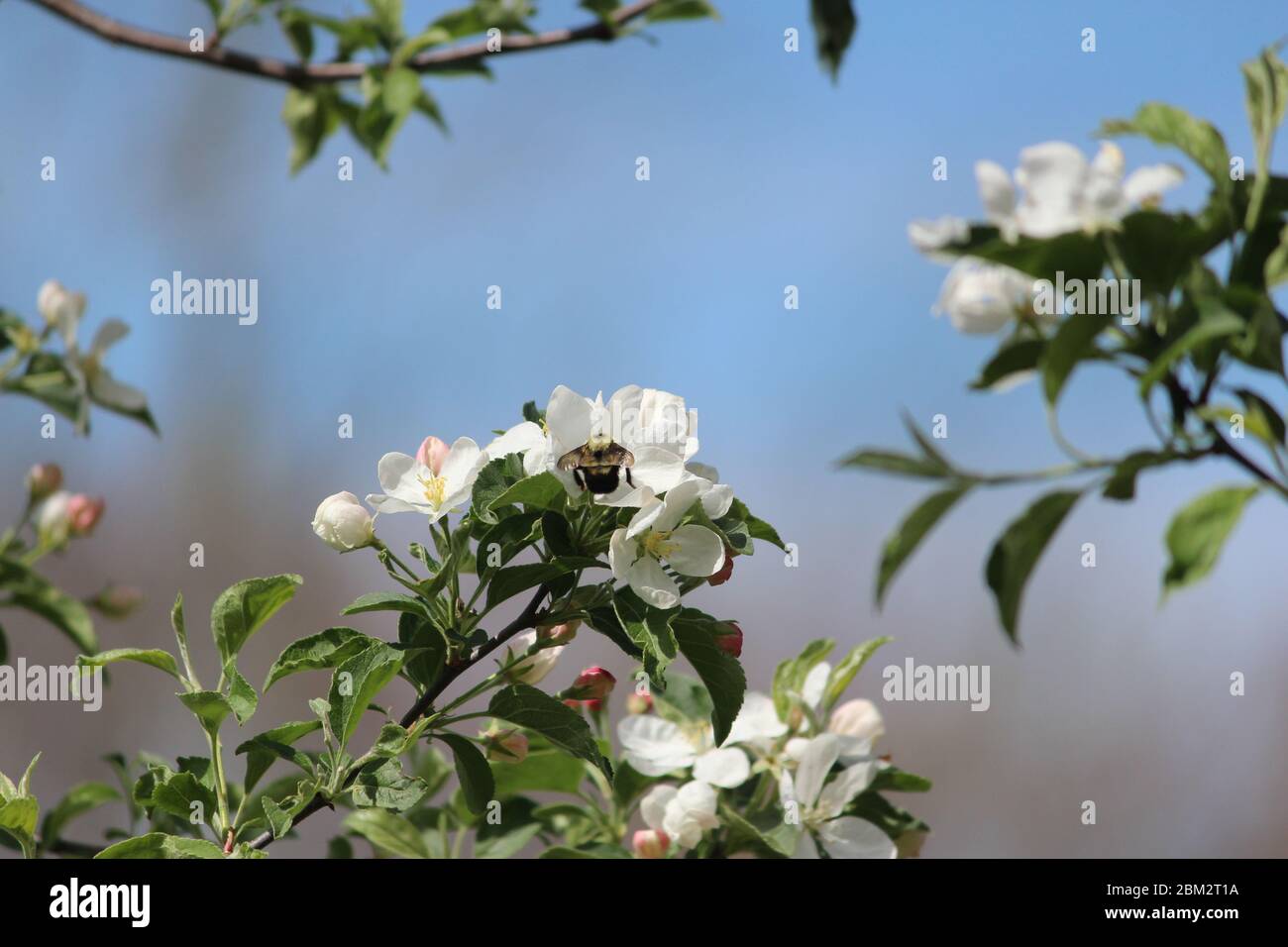 Bumblebee pollination hi-res stock photography and images - Alamy