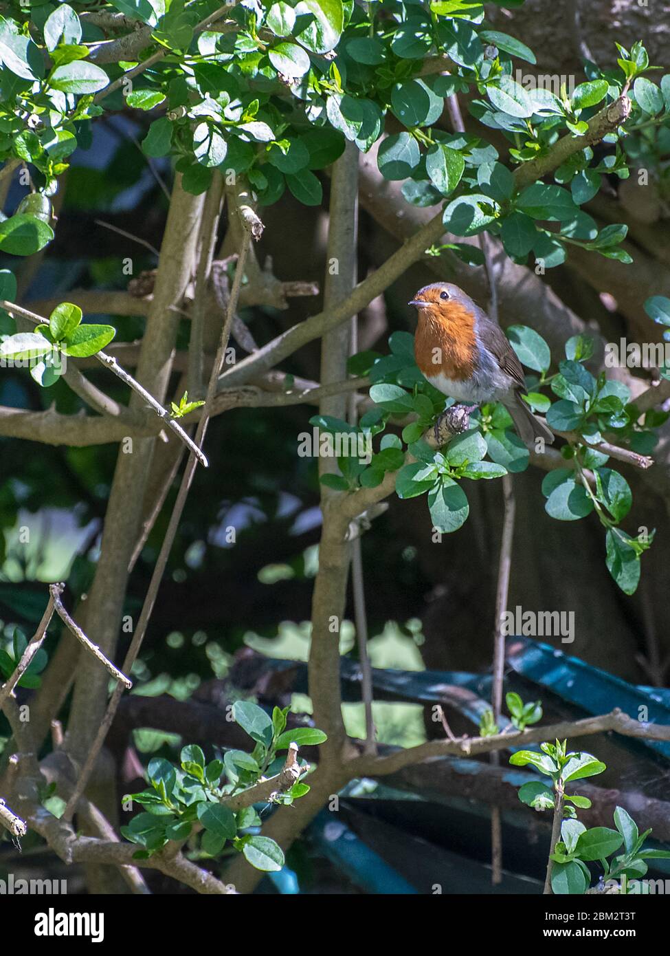 A small Robin enjoying the sunshine in a Scottish garden in May Stock ...