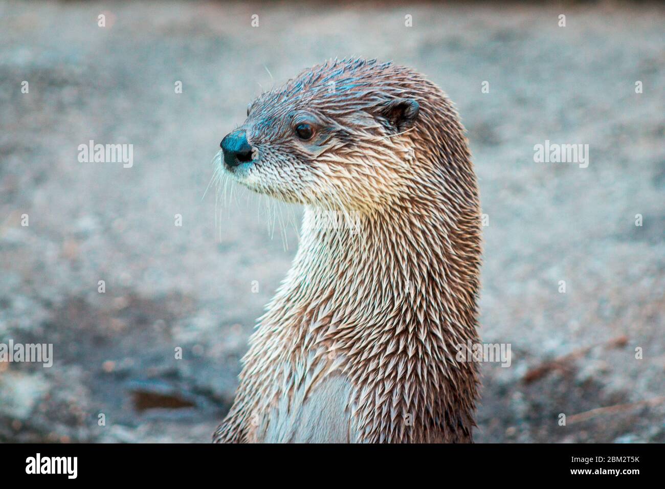 Otter standing up in an enclosure Stock Photo - Alamy