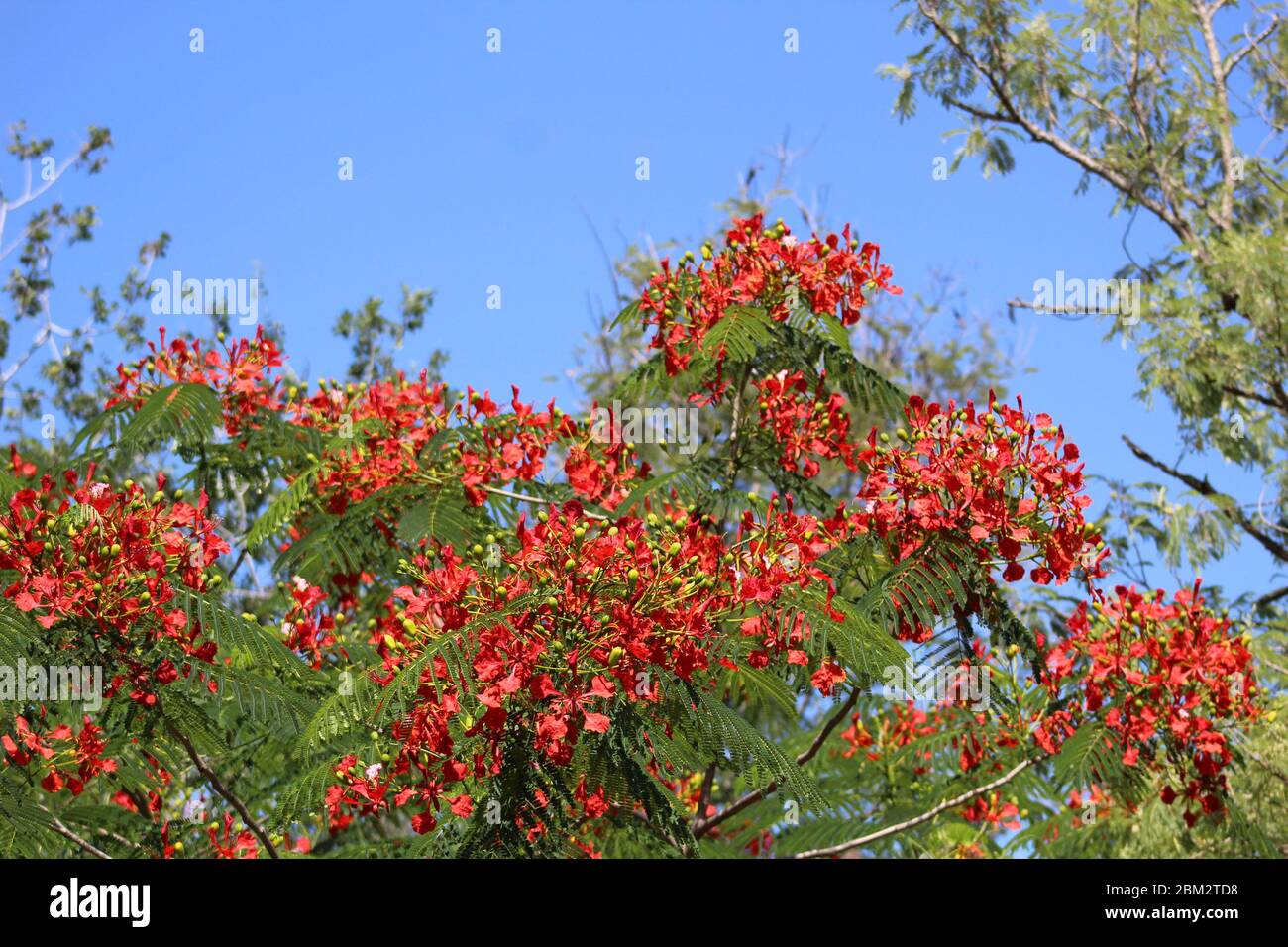 Framboyan hi-res stock photography and images - Alamy