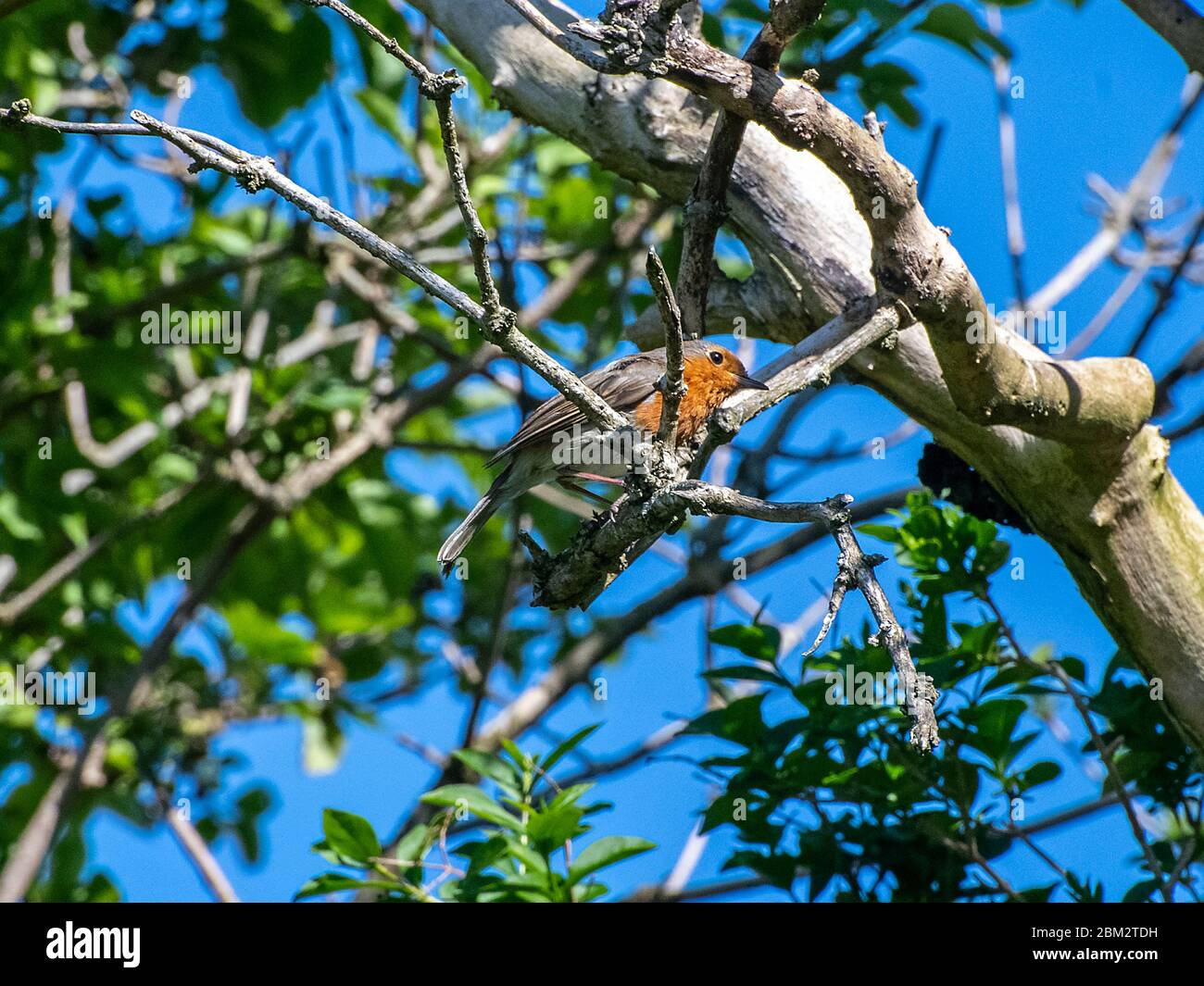 A small Robin enjoying the sunshine in a Scottish garden in May Stock ...
