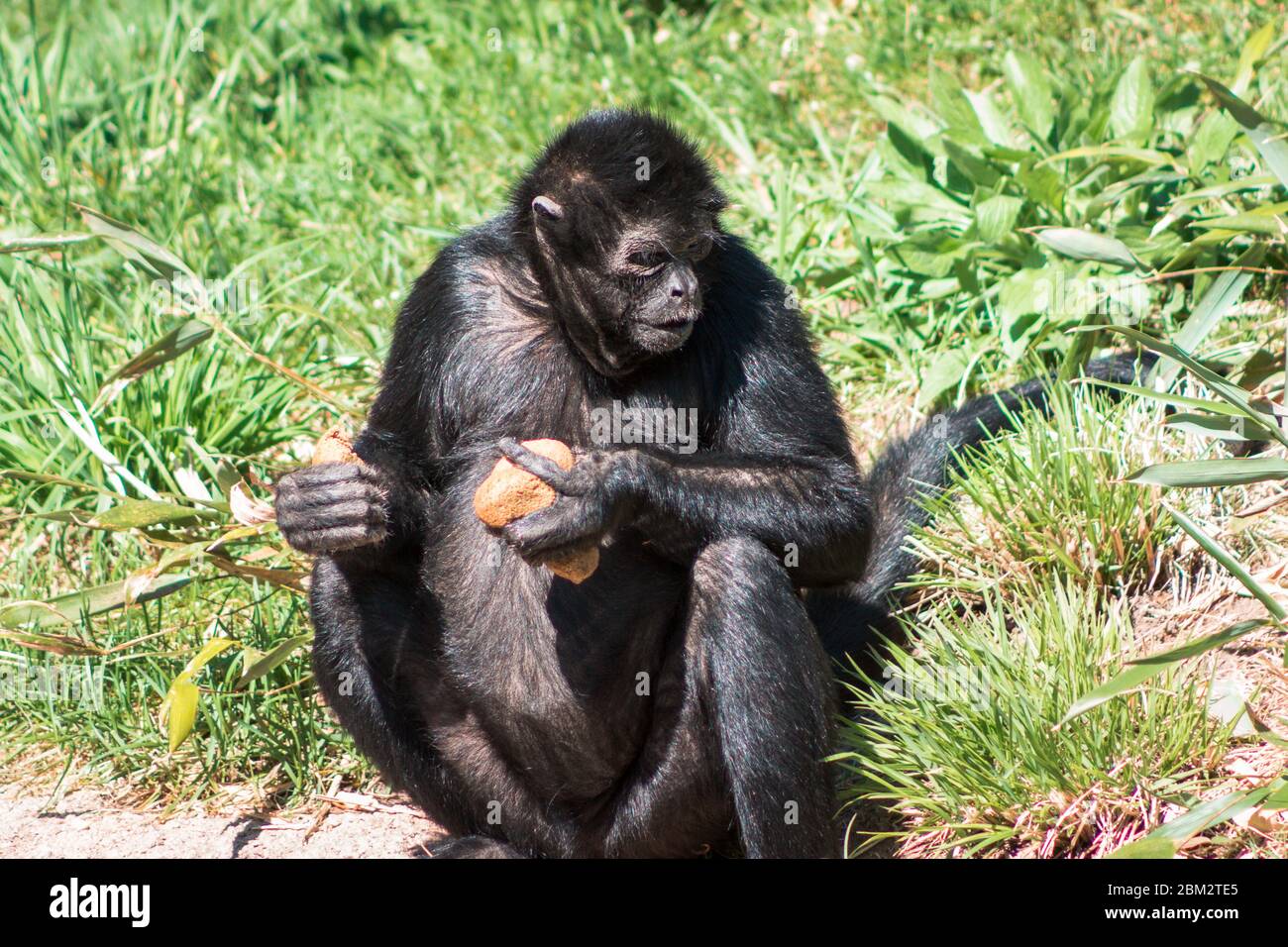 Spider monkey food hi-res stock photography and images - Alamy