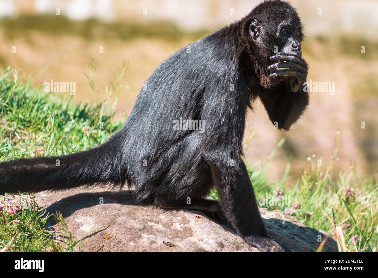Spider monkey sitting on a rock at the John Ball Zoo in Grand Rapids ...