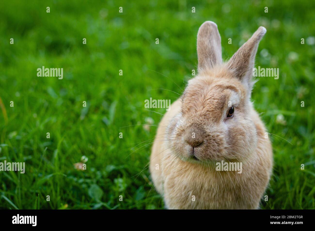 small brown rabbit on green grass background in summer garden, domestic ...