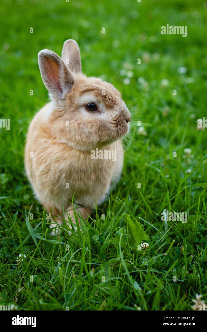 small brown rabbit on green grass background in summer garden, domestic ...