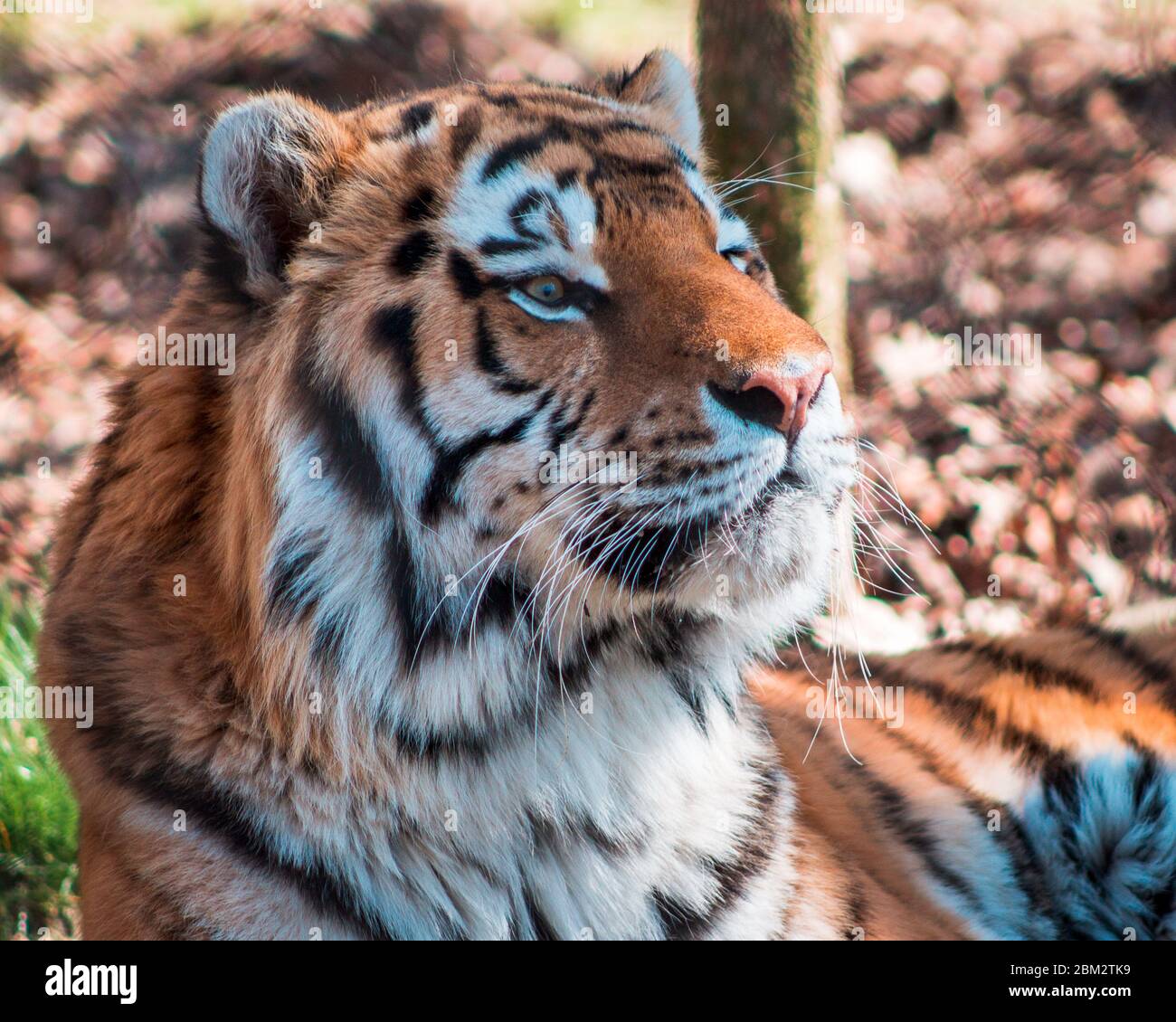 Tiger lounging on a sunny day at the John ball Zoo in Grand Rapids ...