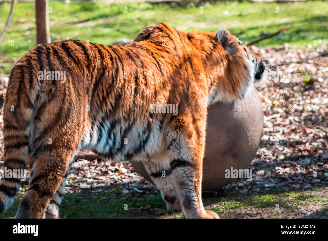Tiger playing with a ball in an enclosure at the John Ball Zoo Stock ...