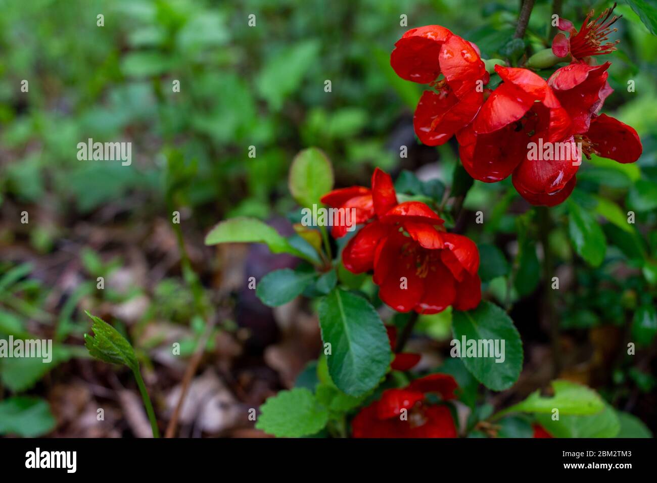 Maules quince hi-res stock photography and images - Alamy