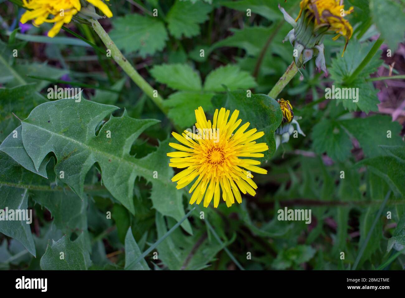 Yellow dandelion flowers in the grass. Medicinal wild herb Taraxacum ...