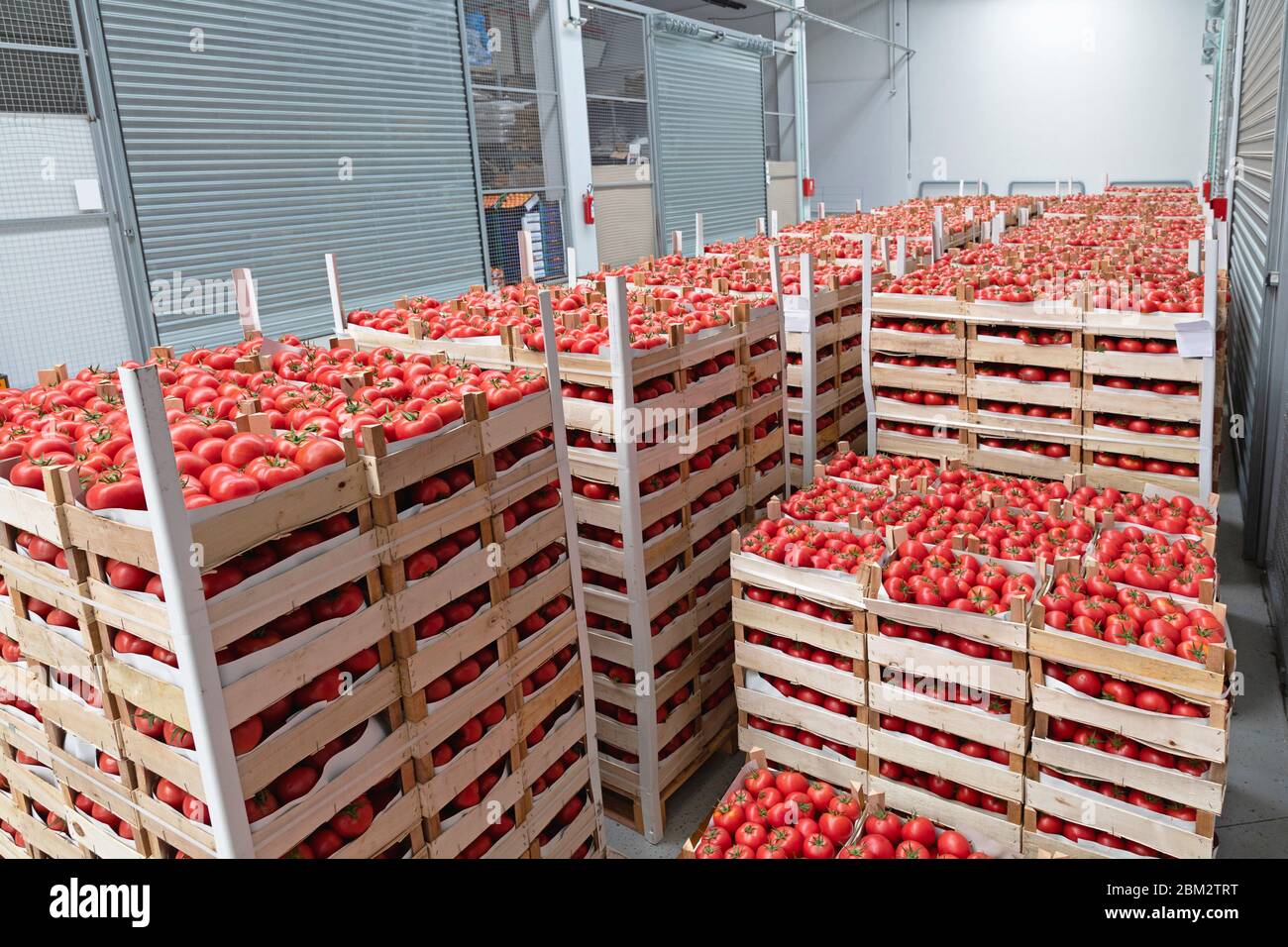 Crates of Red Tomato in Warehouse Storage Stock Photo - Alamy