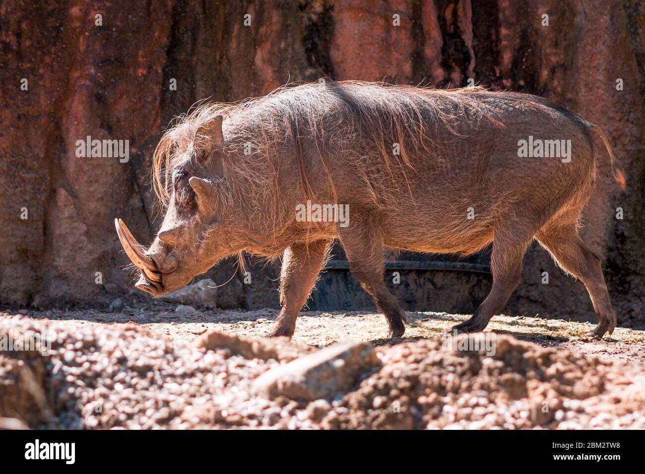 Warthog walking in the sun at the John Ball Zoo in Grand Rapids ...
