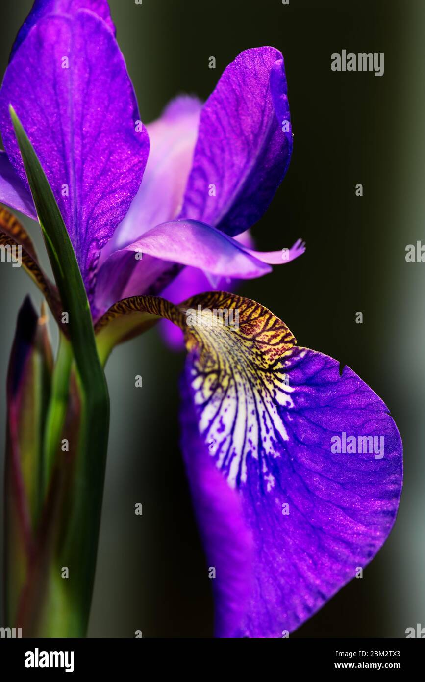 Viola versicolor hi-res stock photography and images - Alamy