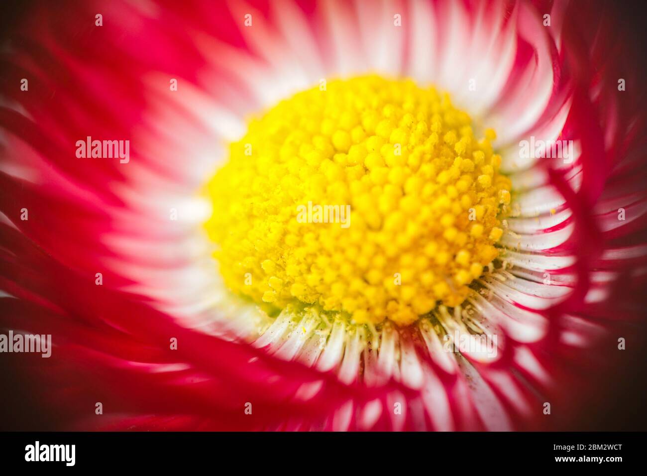 Flower Pollen Texture