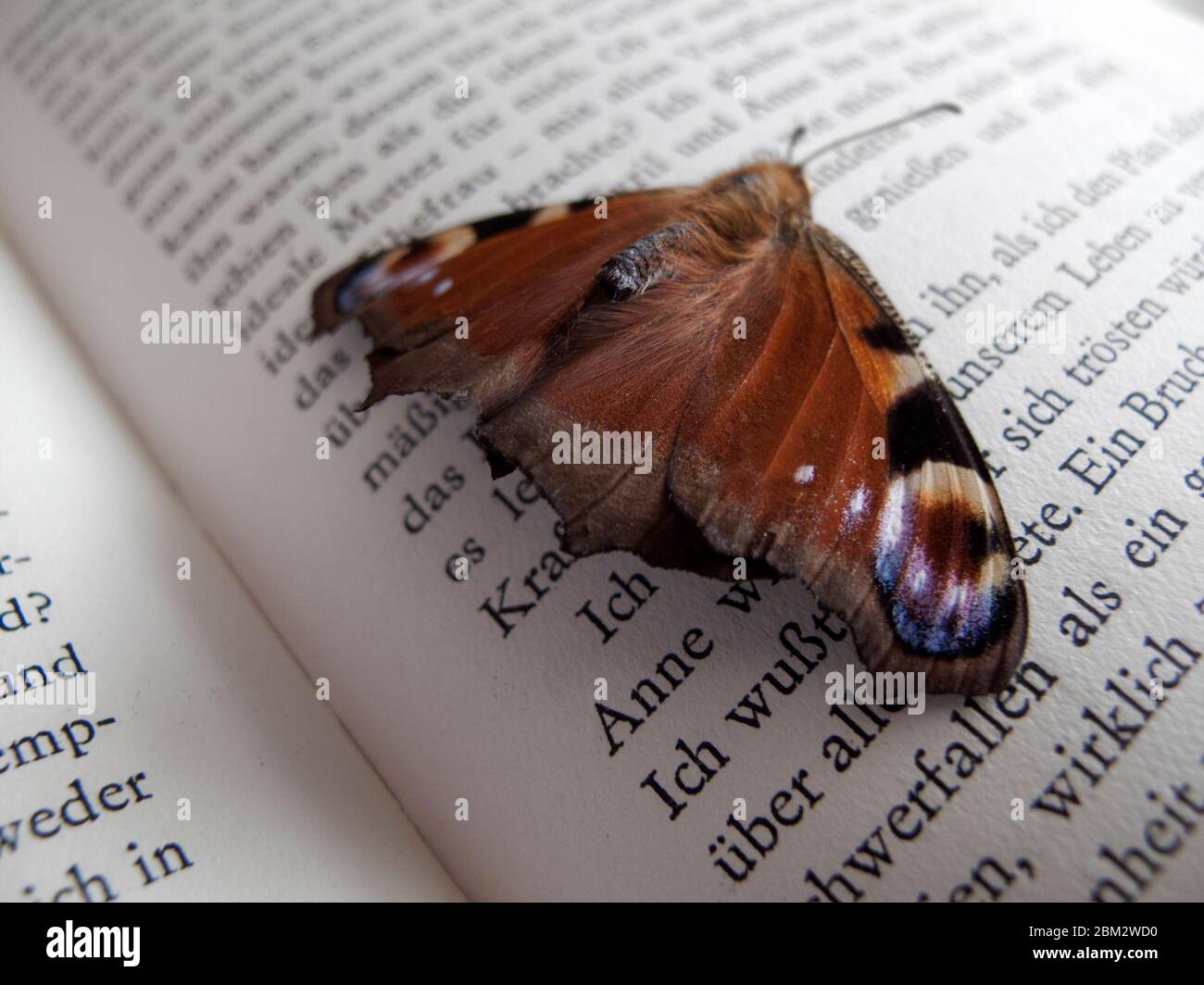 Butterfly book page hi-res stock photography and images - Alamy