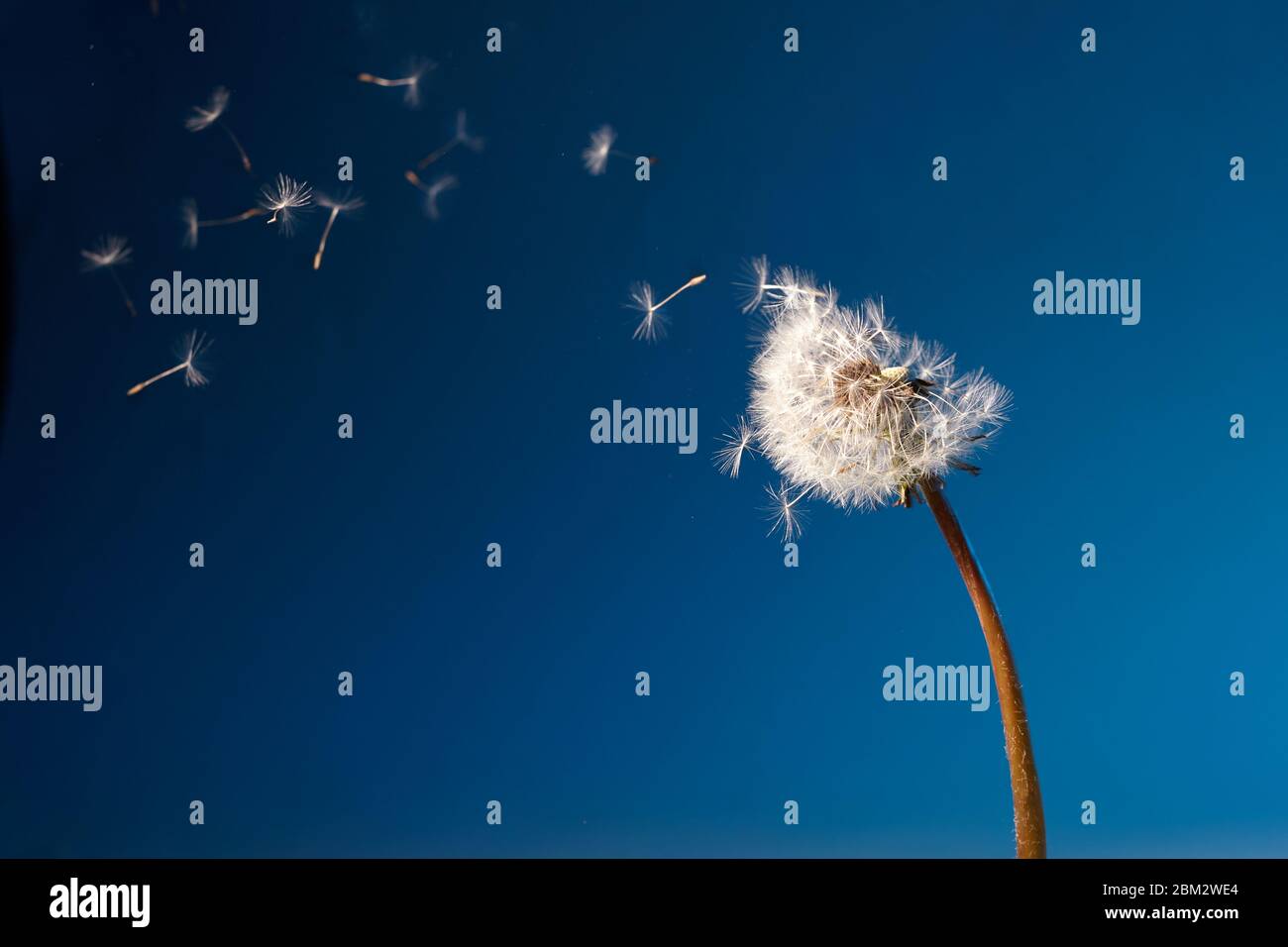 Dandelion with seeds blowing away in the wind in blue sky Stock Photo ...