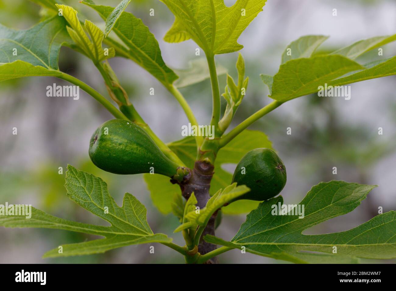 Young fig fruits hi-res stock photography and images - Alamy