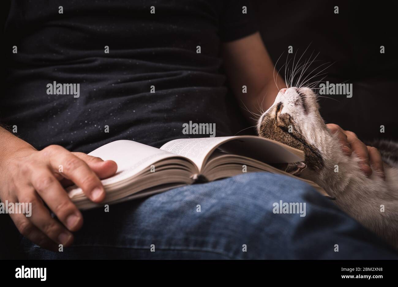Reading book on sofa with cuddling of cat Stock Photo - Alamy
