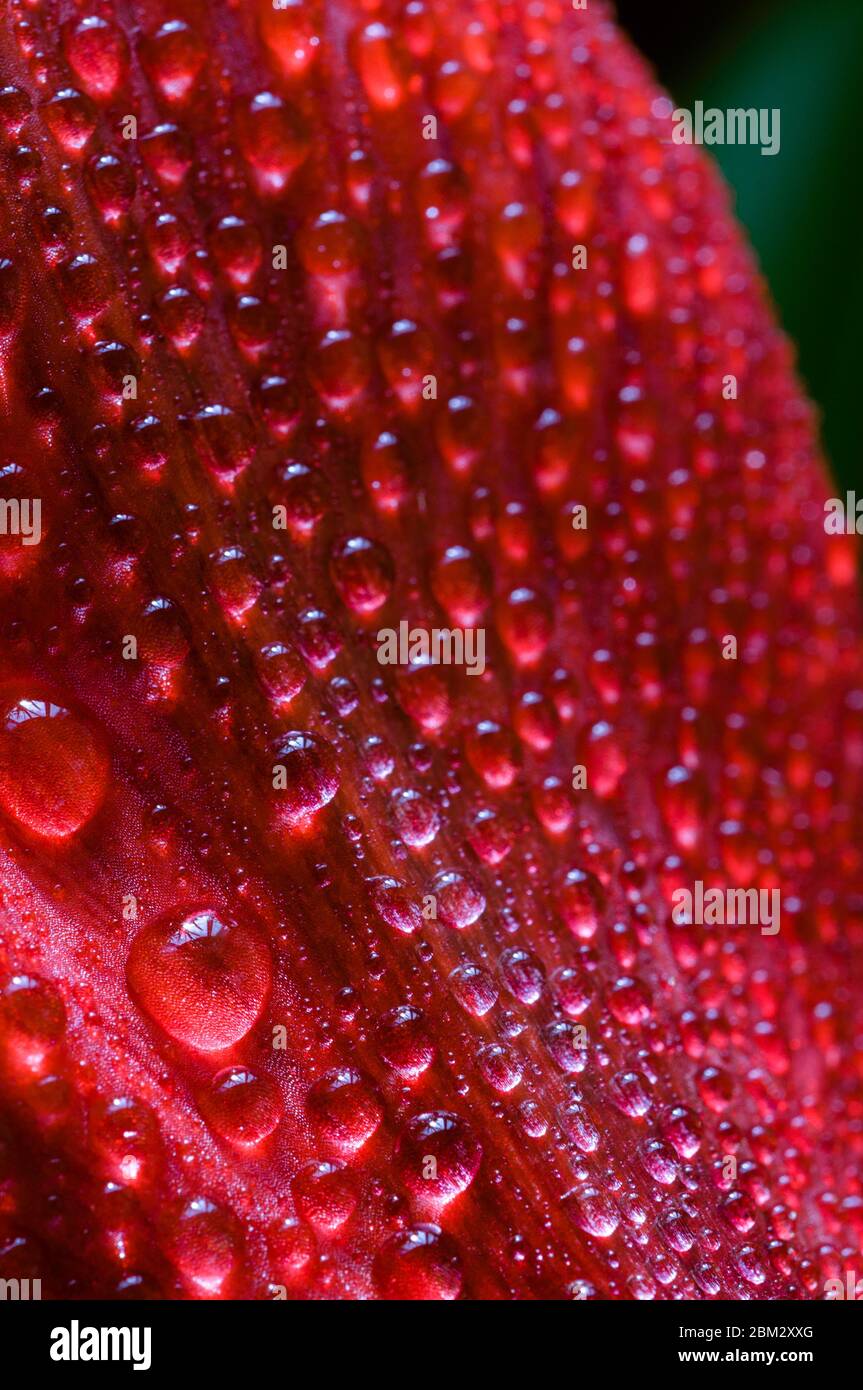 drops on a red flower macro Stock Photo - Alamy