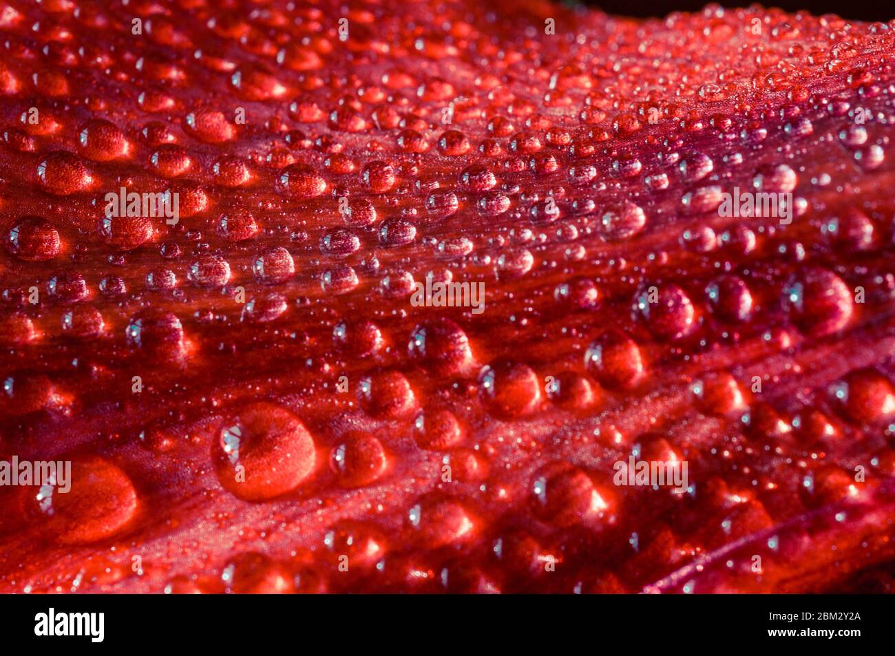 drops on a red flower macro Stock Photo - Alamy