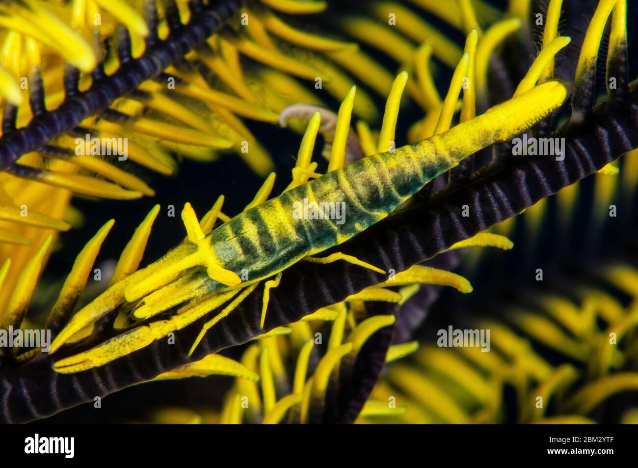 Black crinoid hi-res stock photography and images - Alamy