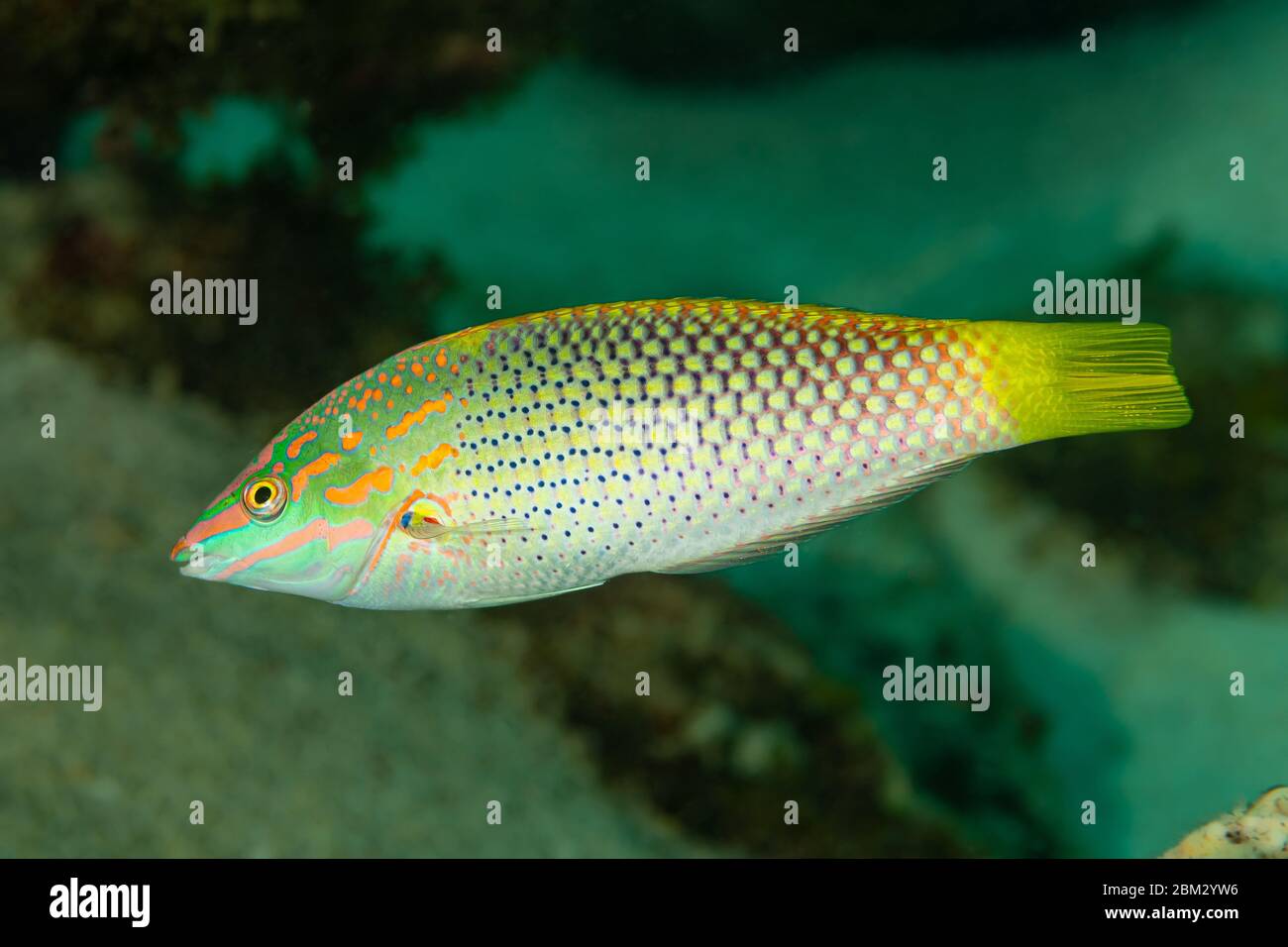 Large wrasse hi-res stock photography and images - Alamy
