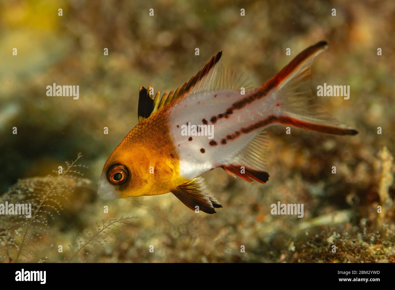 Labridae fish hi-res stock photography and images - Alamy