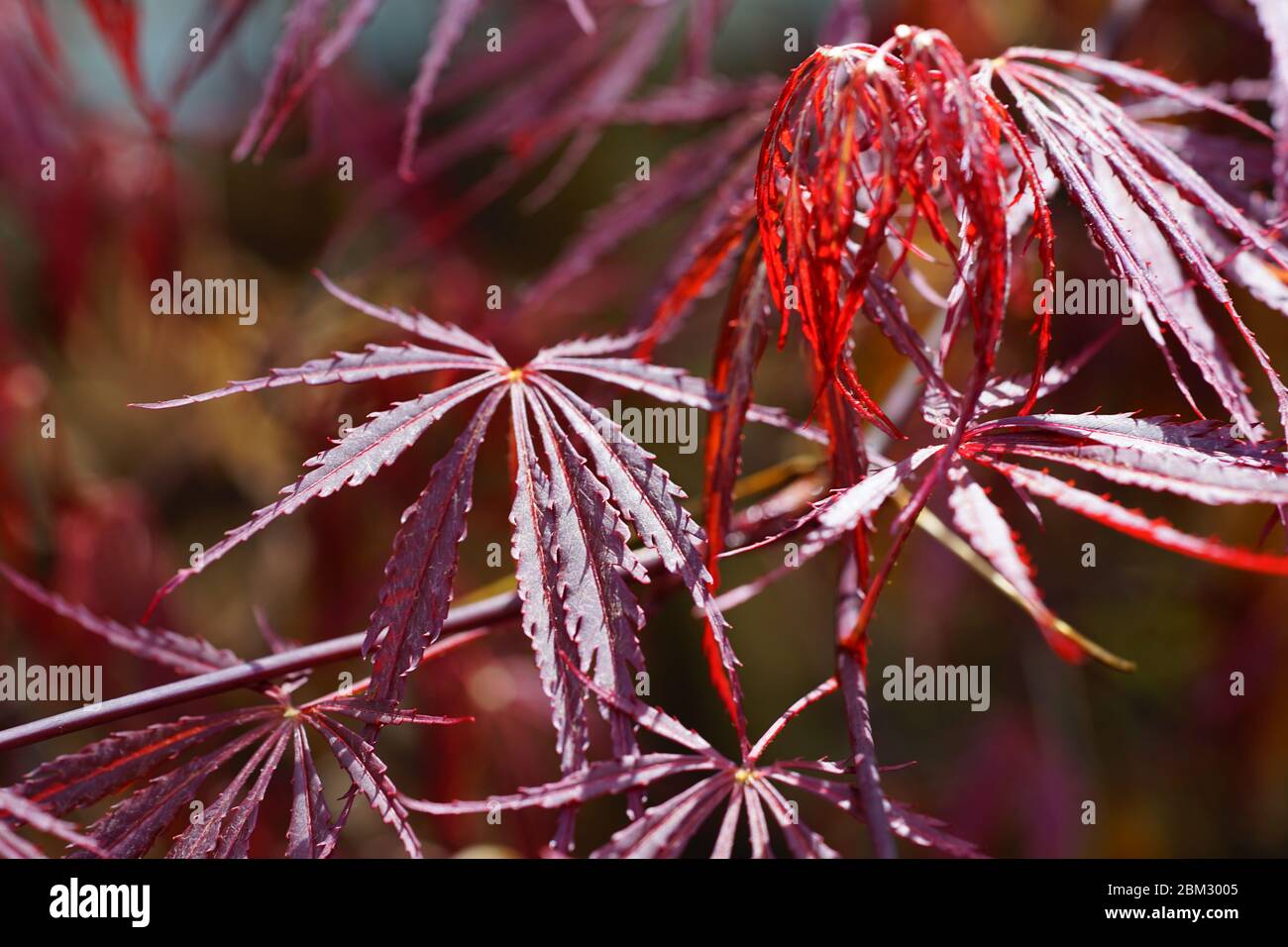 Red foliage of the weeping Laceleaf Japanese Maple tree (Acer palmatum ...