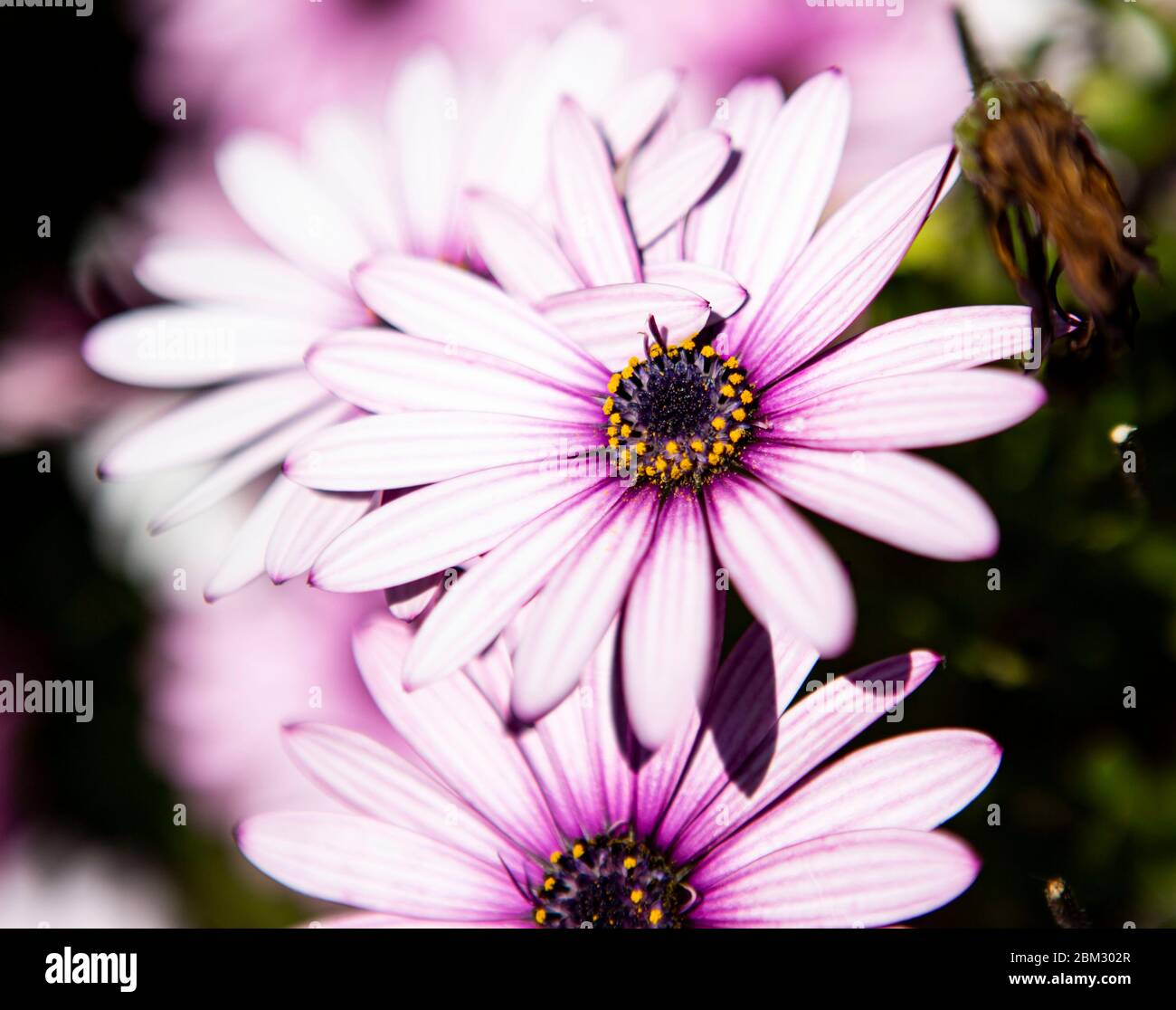 Purple daisies in a group Stock Photo - Alamy