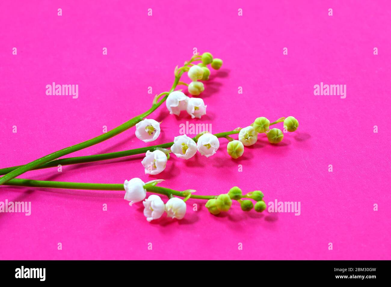 Fragrant stems of white Lily of the valley flower bells Stock Photo - Alamy
