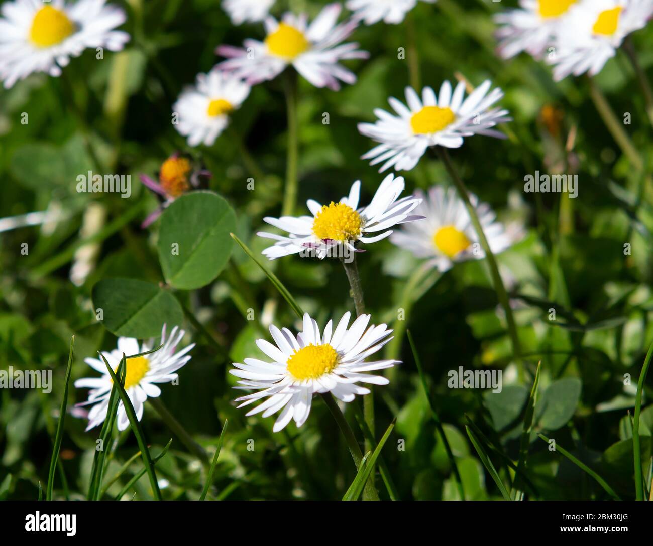 Daisies daisy flower hi-res stock photography and images - Alamy