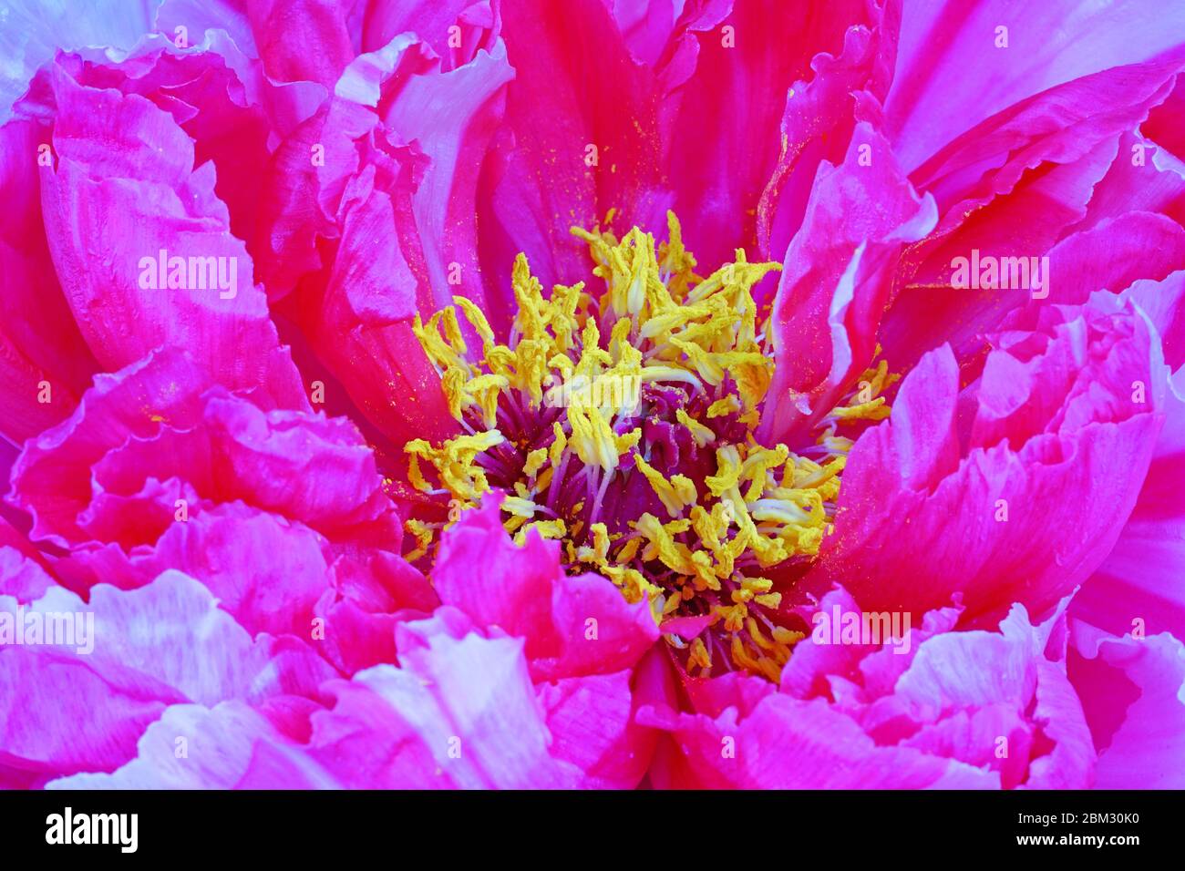Full bloom close-up view of a pink tree peony flower with yellow ...