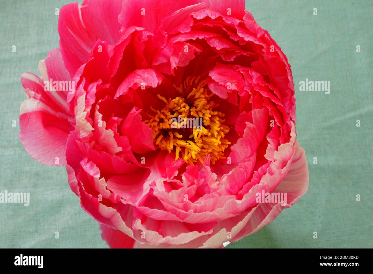 Full bloom close-up view of a pink tree peony flower with yellow ...
