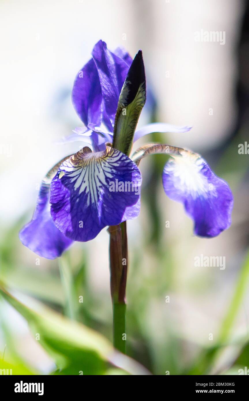 Wild iris bunch hi-res stock photography and images - Alamy