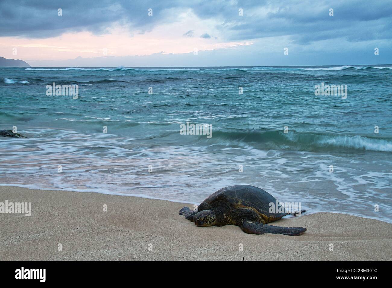 Waves Splattering on a Hawaiian Green Sea Turtle Stock Photo - Alamy