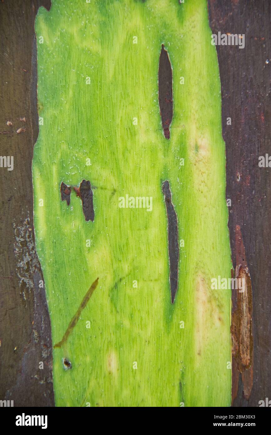 Rainbow tree bark detail hi-res stock photography and images - Alamy